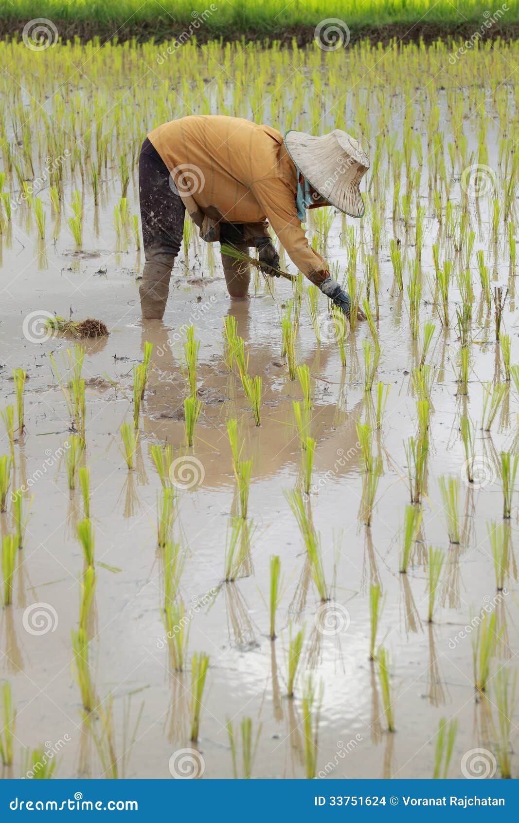Farmer planting rice stock photo. Image of flora, human - 33751624