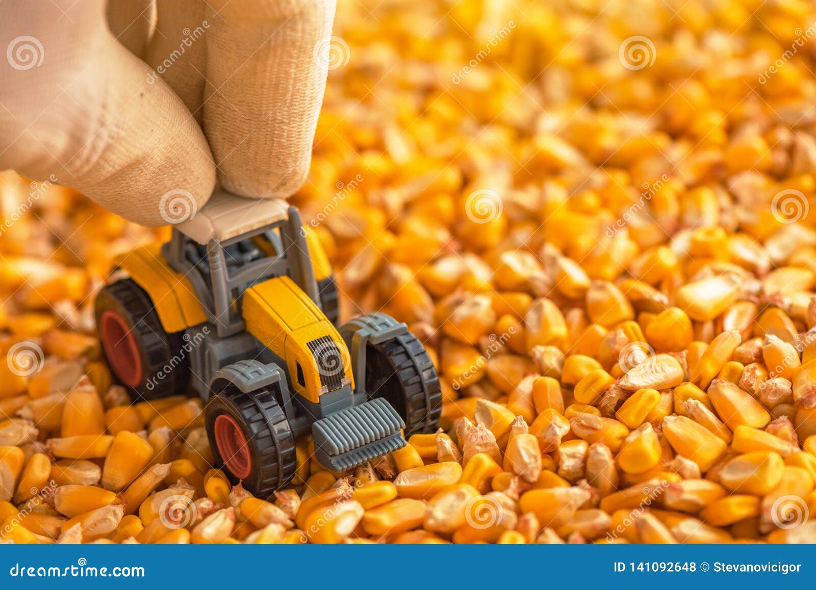 Farmer Playing with Tractor Toy Over Harvested Corn Seed Stock Photo ...