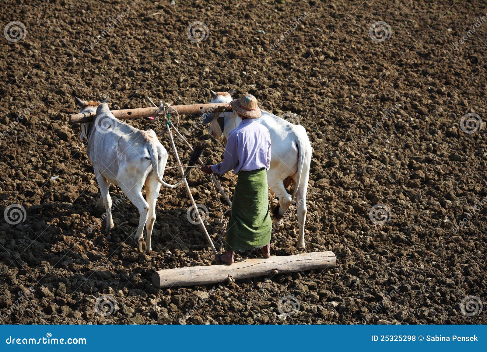 Farmer Ploughing Field with Two Bulls in Myanmar Editorial Stock Photo ...