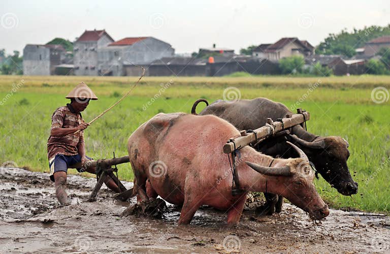 Farmer Plowing a Field Using Traditional Tools Editorial Stock Photo ...