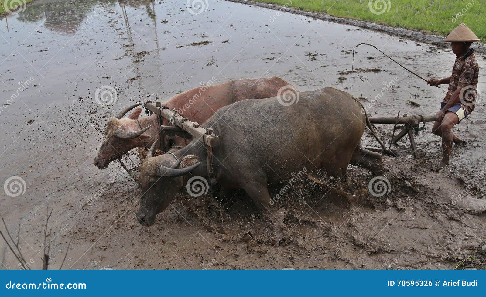 Farmer Plowing a Field Using Traditional Tools Editorial Photo - Image ...