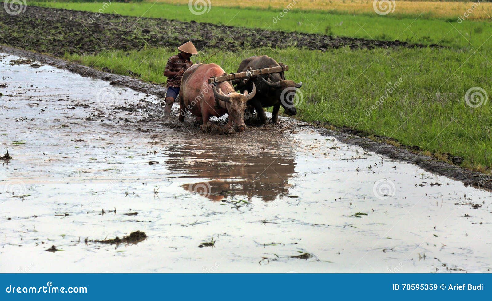 Farmer Plowing a Field Using Traditional Tools Editorial Stock Image ...