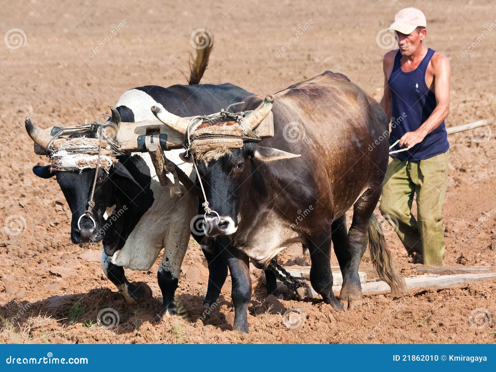 A Farmer Plowing And Harrowing The Rice Paddy Fields At Yuanyang Rice ...