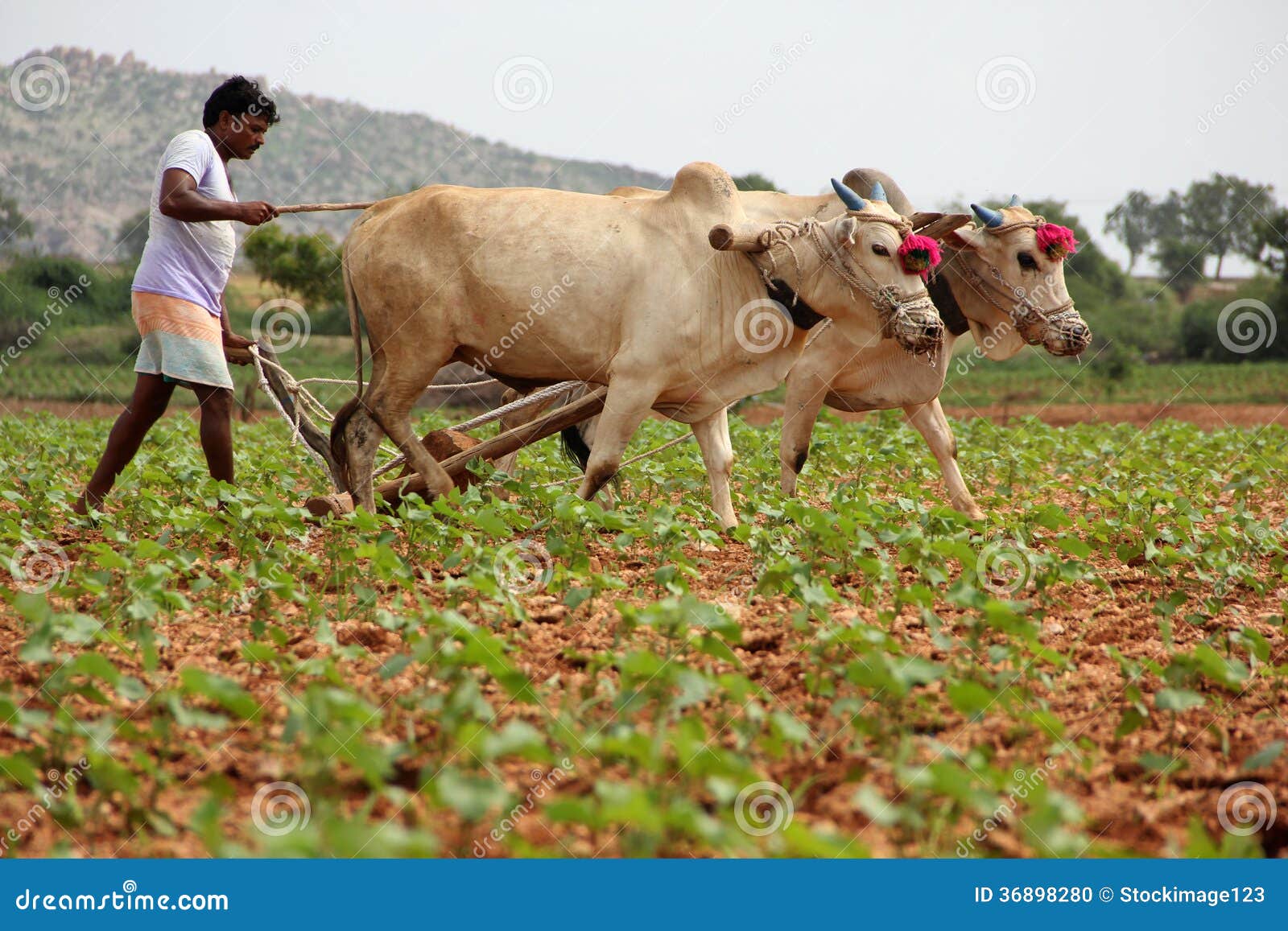 Farmer Plowing stock photo. Image of self, people, tree - 36898280