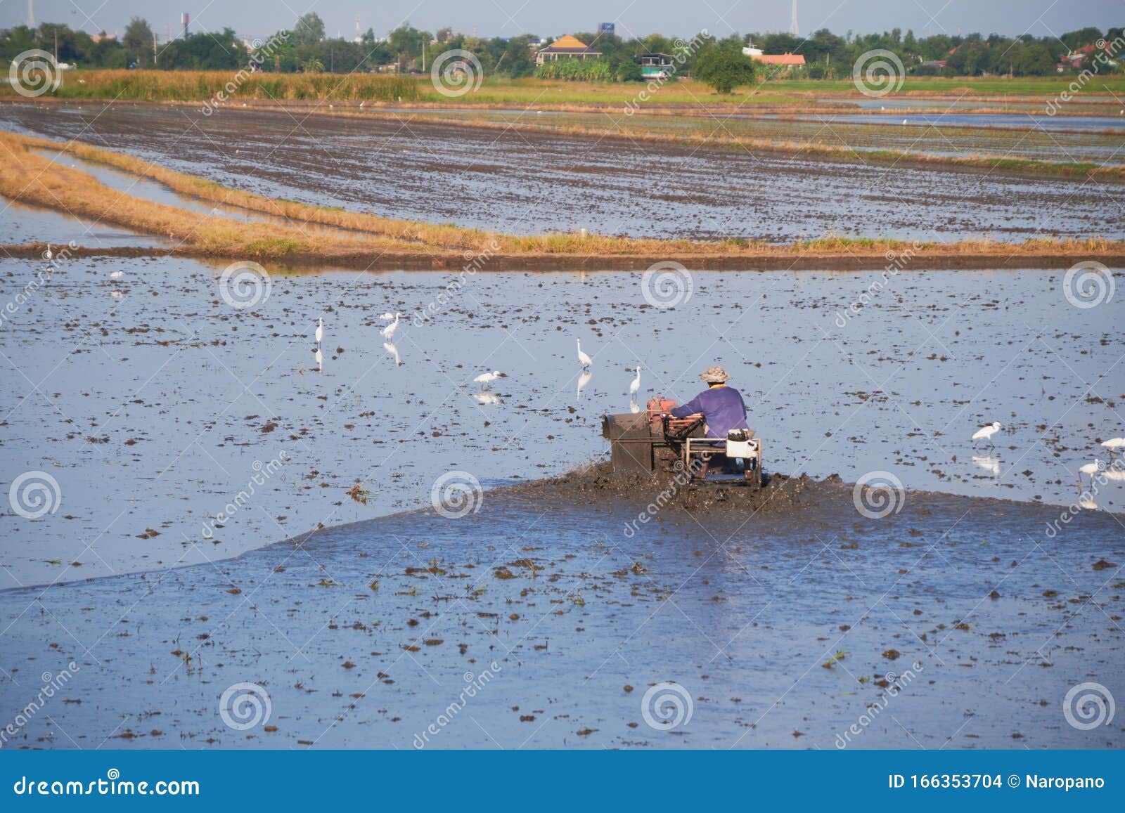 Farmer Plowing Rake in Rice Fields with Water and Mud Editorial Stock ...