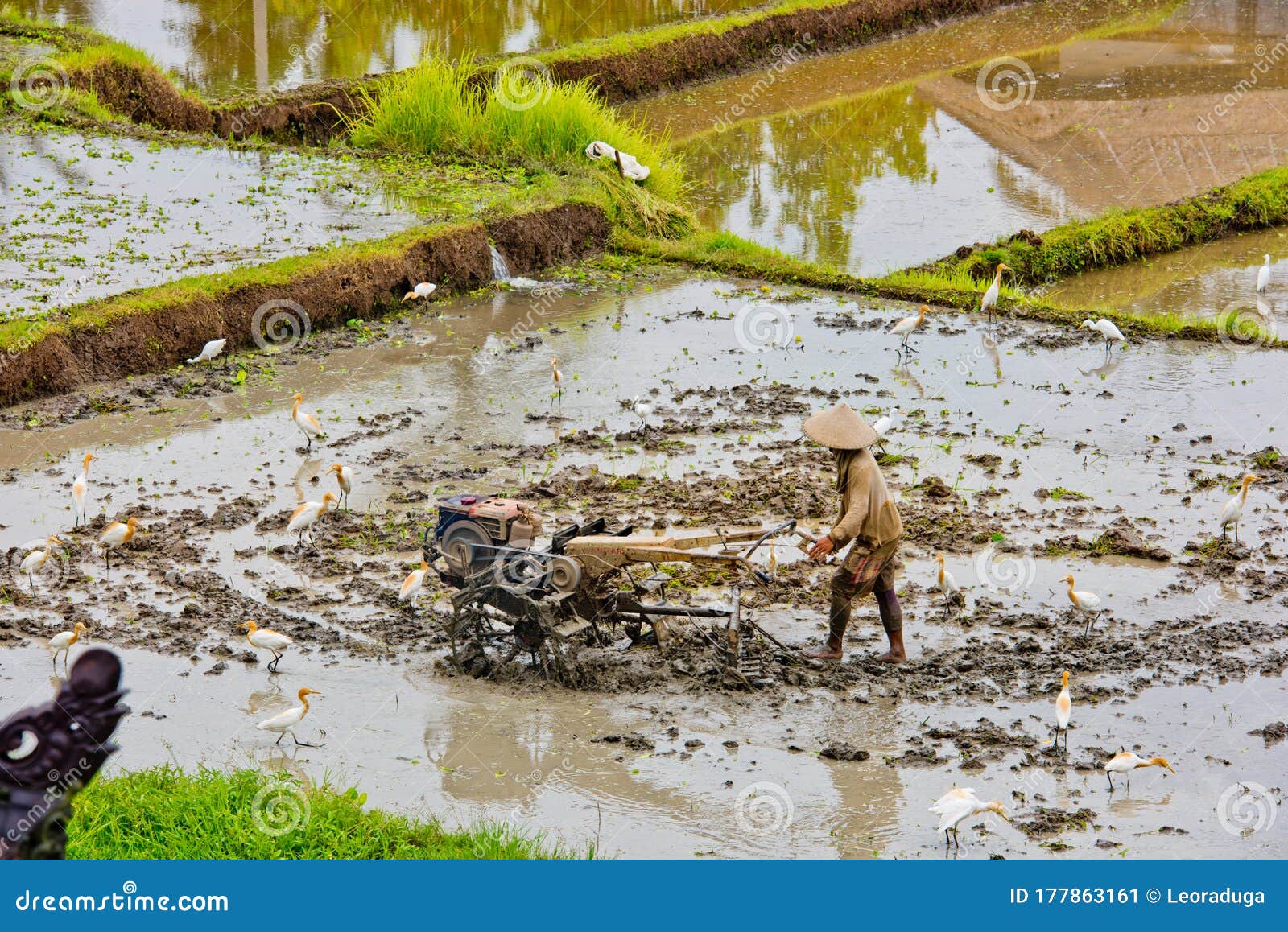 Farmer Plowing a Rice Field. Editorial Photo - Image of nature ...