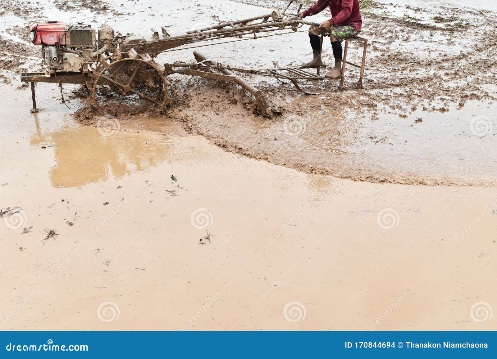 Farmer Plowing in Rice Field Prepare Plant Rice Under Sunlight Stock ...