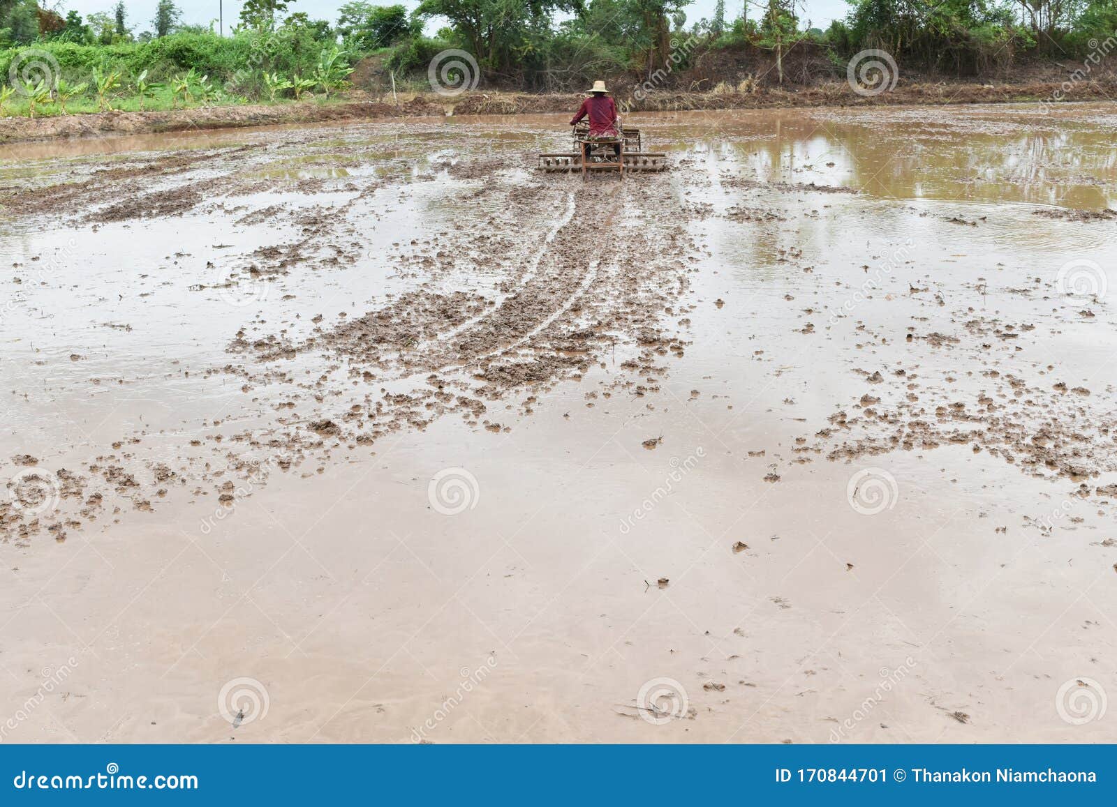 Farmer Plowing in Rice Field Prepare Plant Rice Under Sunlight Stock ...