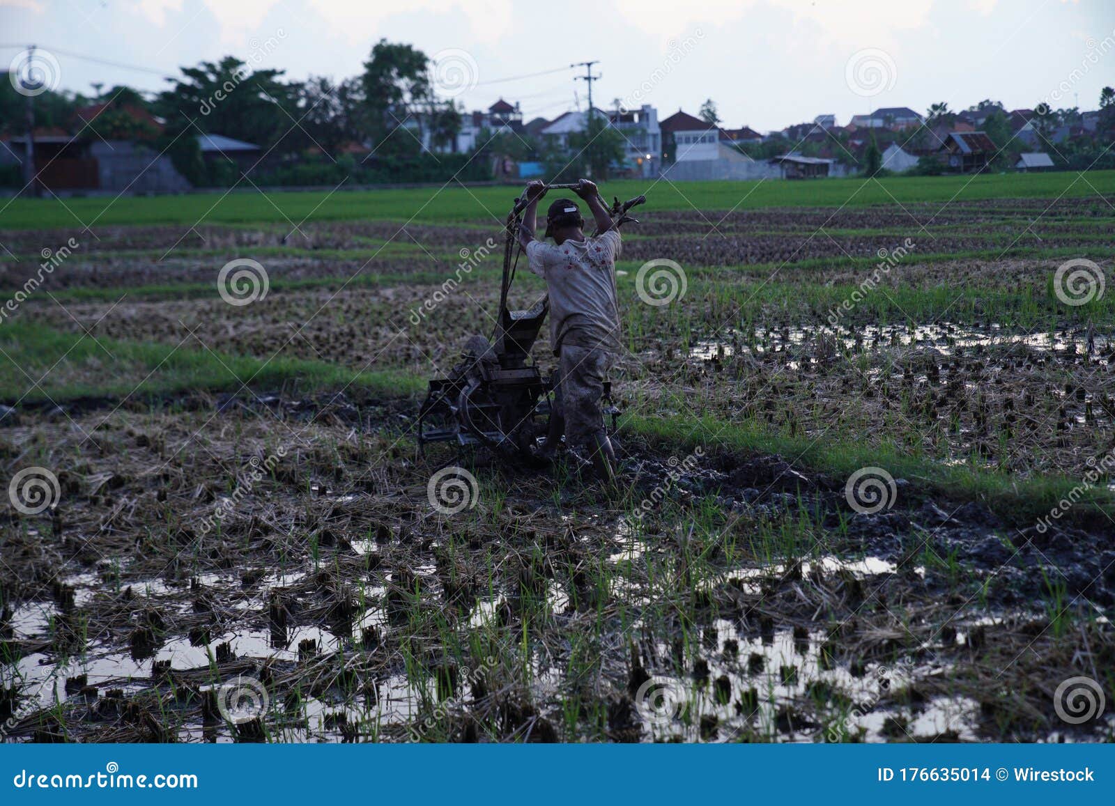 Farmer Plowing a Rice Field Using a Hand Tractor in the Countryside ...