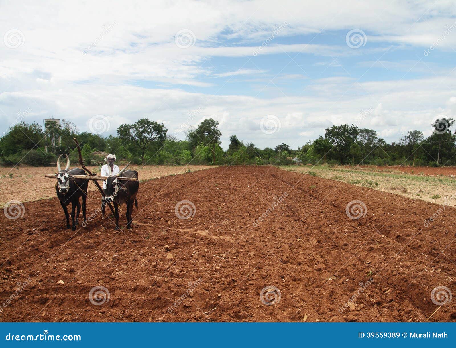 A Farmer Plows The Land With A Hand-held Motor Plow. Agricultural ...