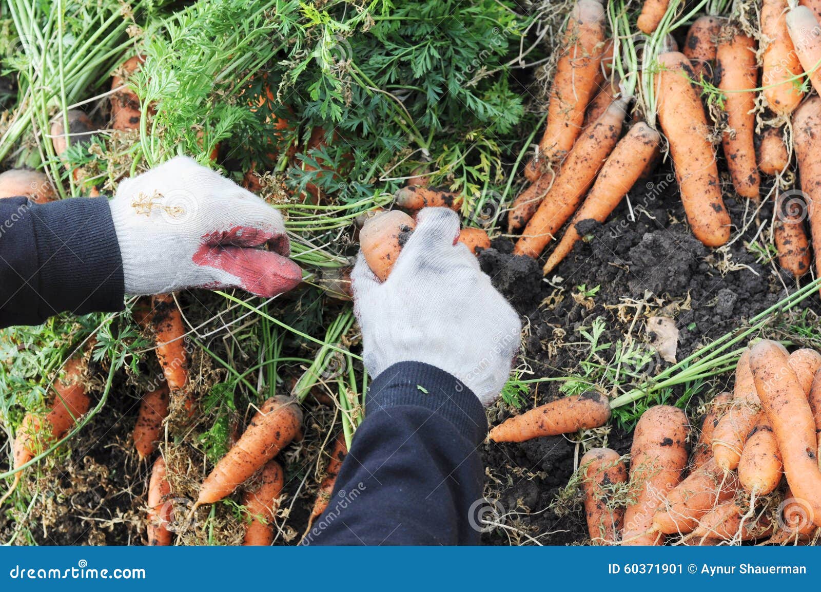 Farmer plucking carrot stock image. Image of plant, fresh - 60371901