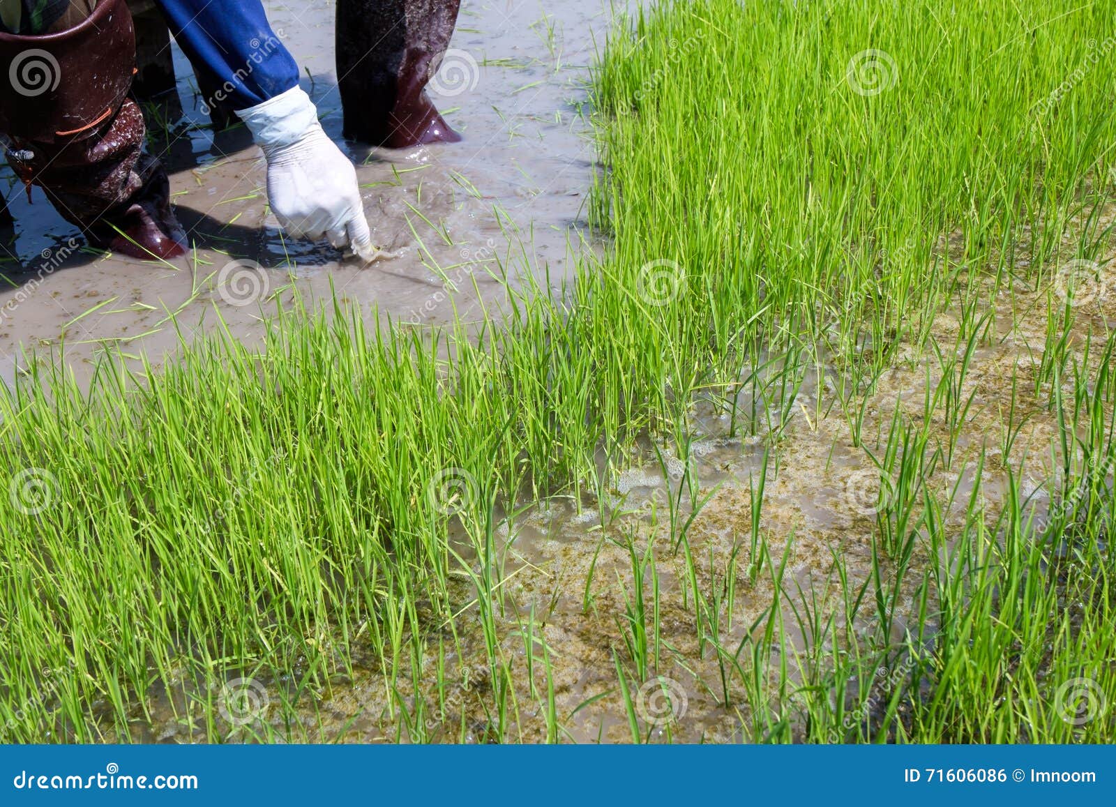 Seedling Rice In Paddy Fields Royalty-Free Stock Photo | CartoonDealer ...