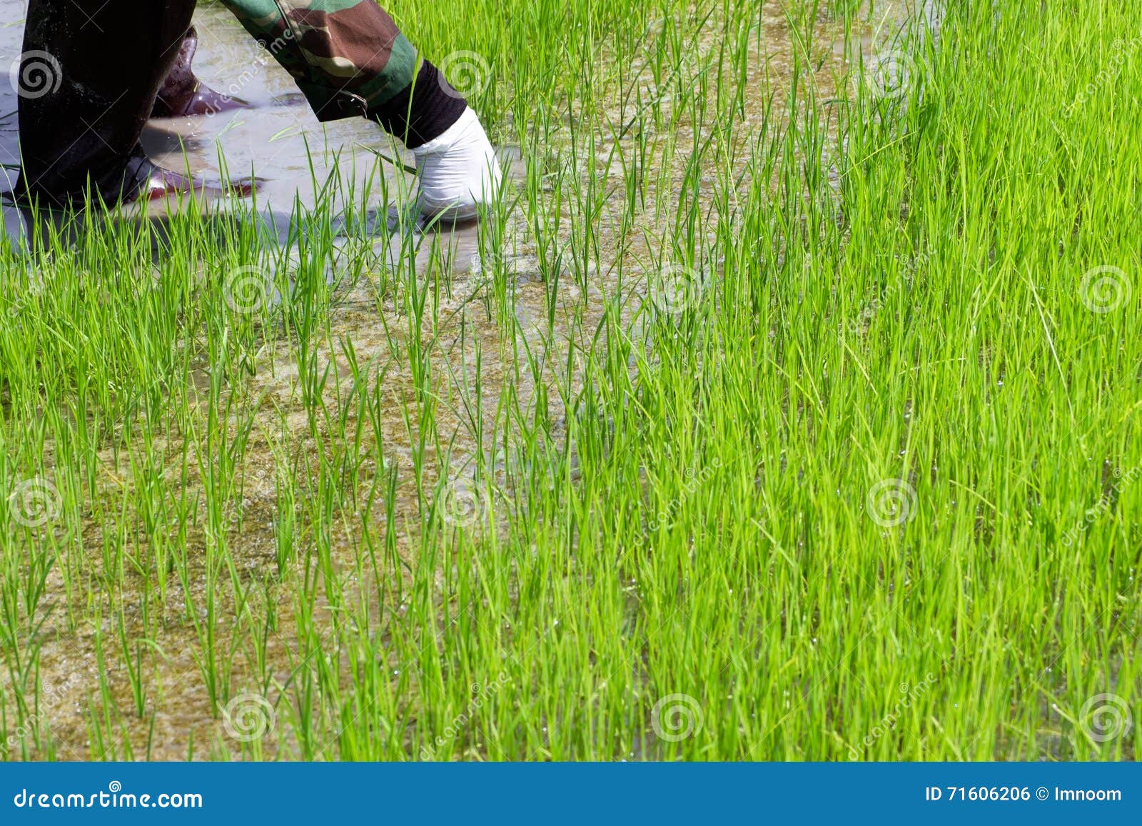Farmer is Plucking the Seedling Rice Stock Photo - Image of grain ...