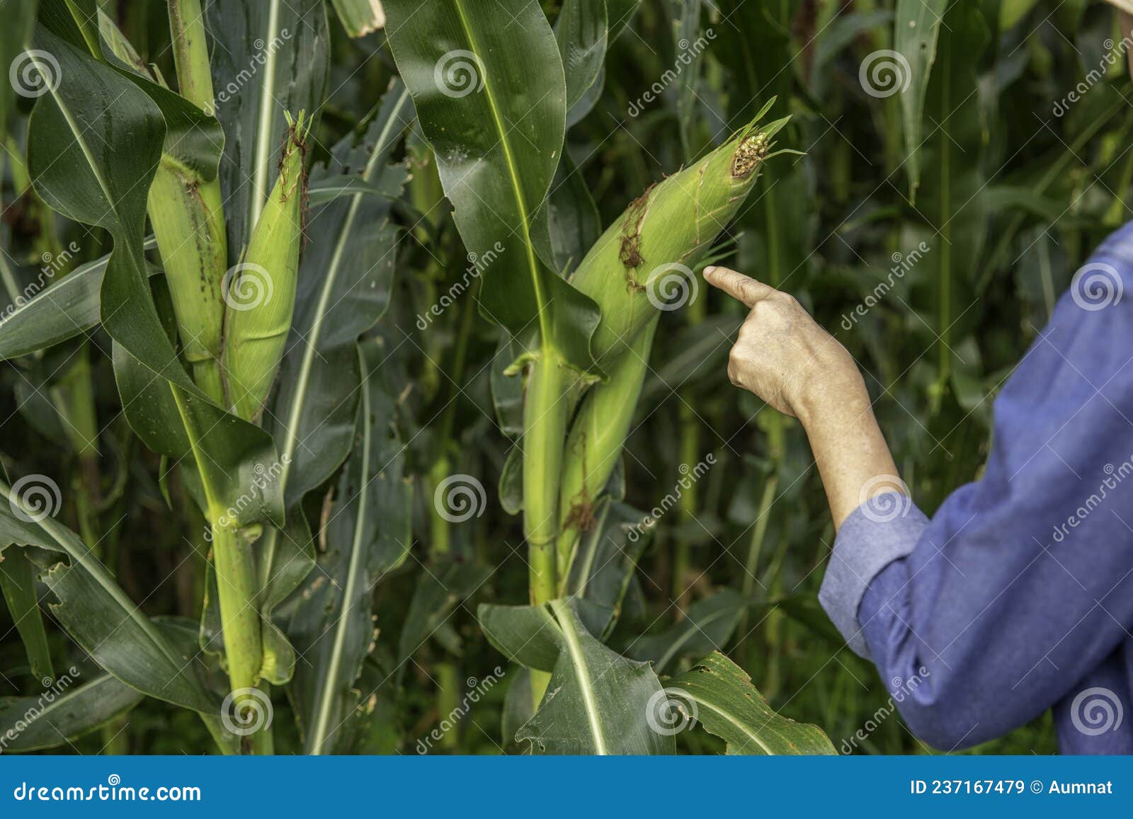 Farmer Pointing at Corn Cob while Working on Agricultural Field Stock ...