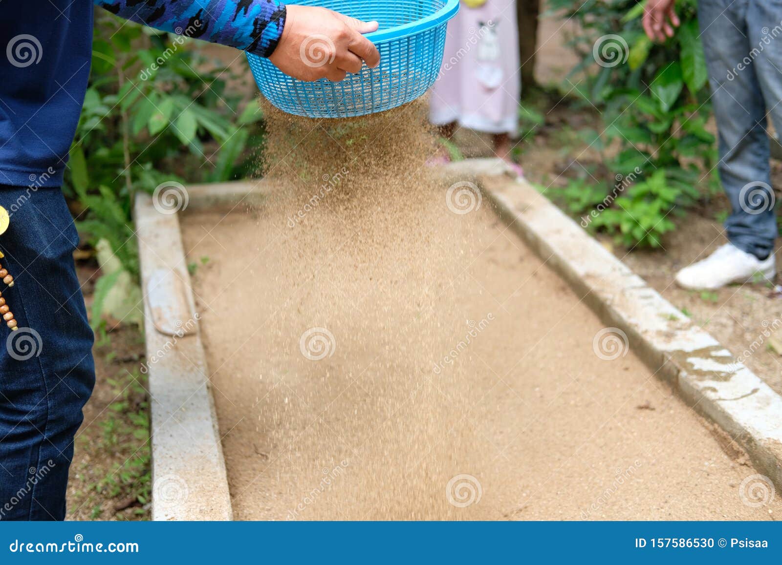 Farmer Pouring Sand on Plant Bed after Growing Tree Stock Photo - Image ...
