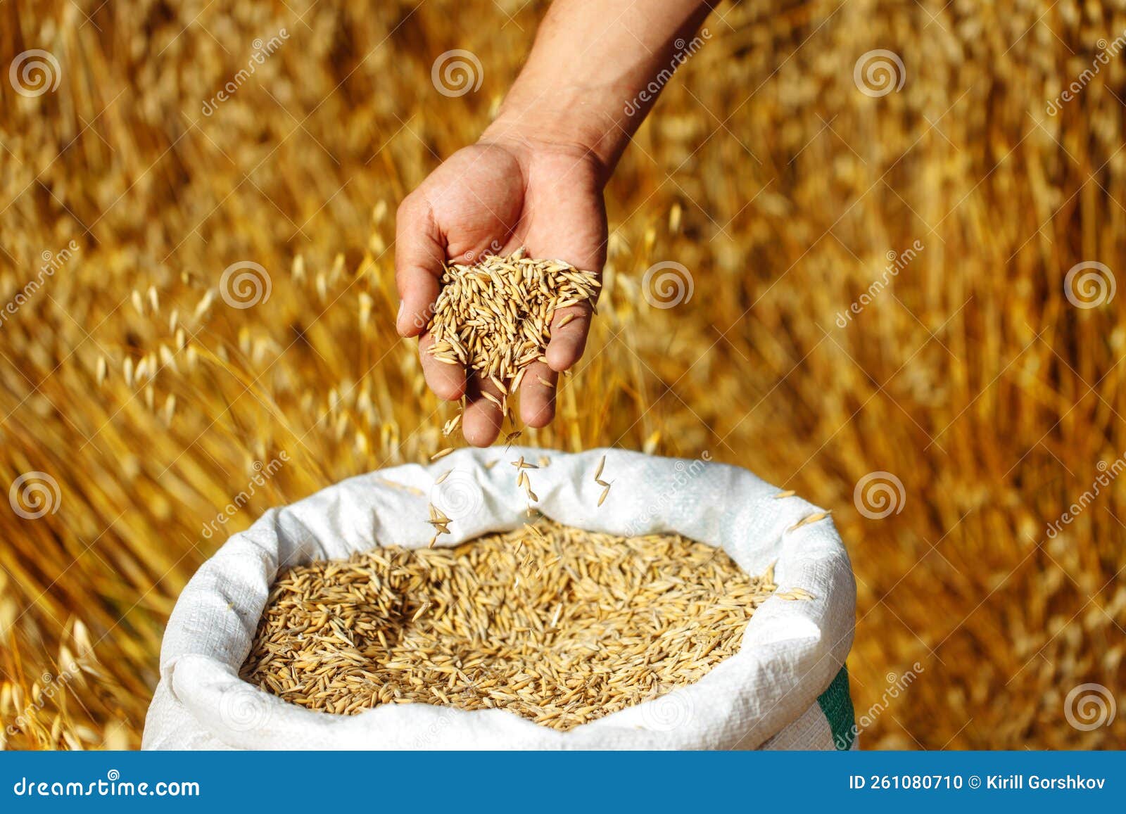 Farmer Pourvu the Grain from His Hand into the Bag, Checking the ... Farmer Pourvu the Grain from His Hand into the Bag, Checking the ...