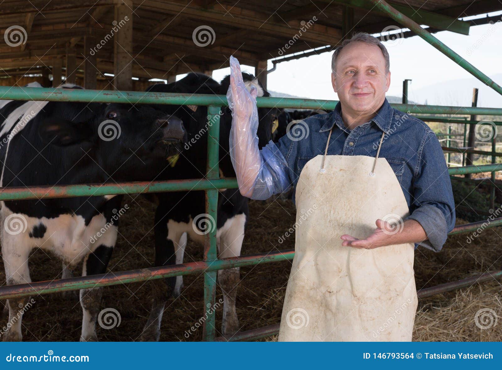 Farmer Prepares for Artificial Insemination of Cows Stock Photo - Image ...