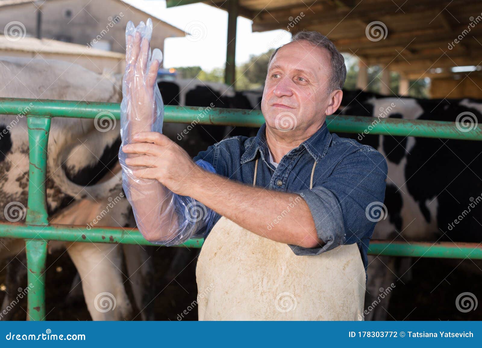 Farmer Prepares for Artificial Insemination of Cows Stock Photo - Image ...