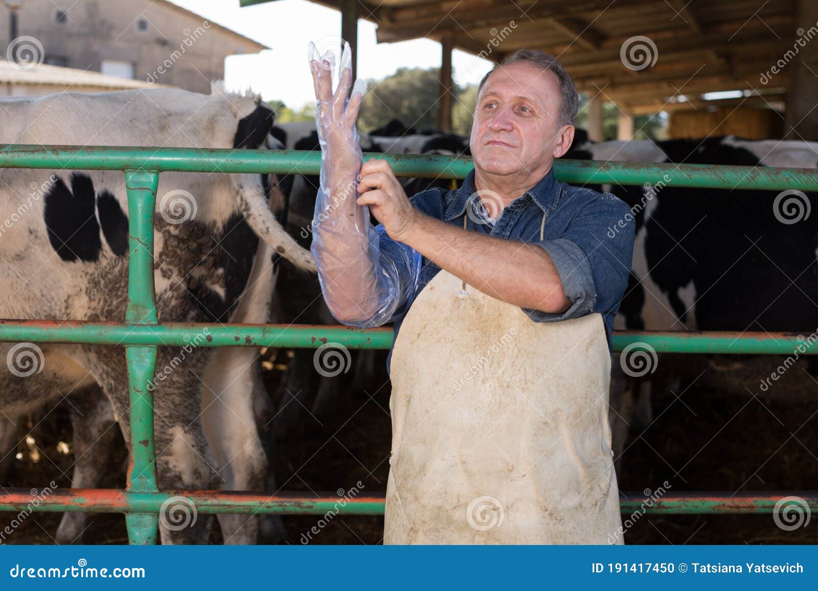 Farmer Prepares for Artificial Insemination of Cows Stock Photo - Image ...