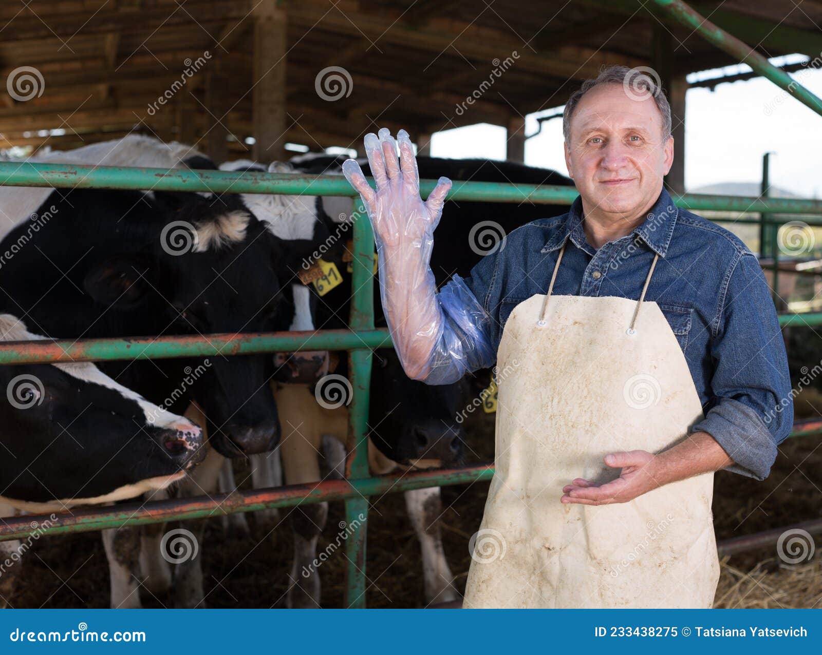 Farmer Prepares for Artificial Insemination of Cows Stock Image - Image ...