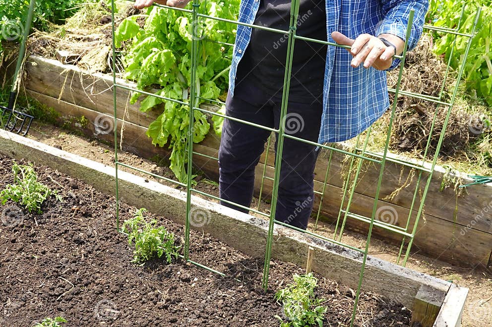 Farmer Prepares Structure for Climbing Vegetable Garden Crops Stock ...