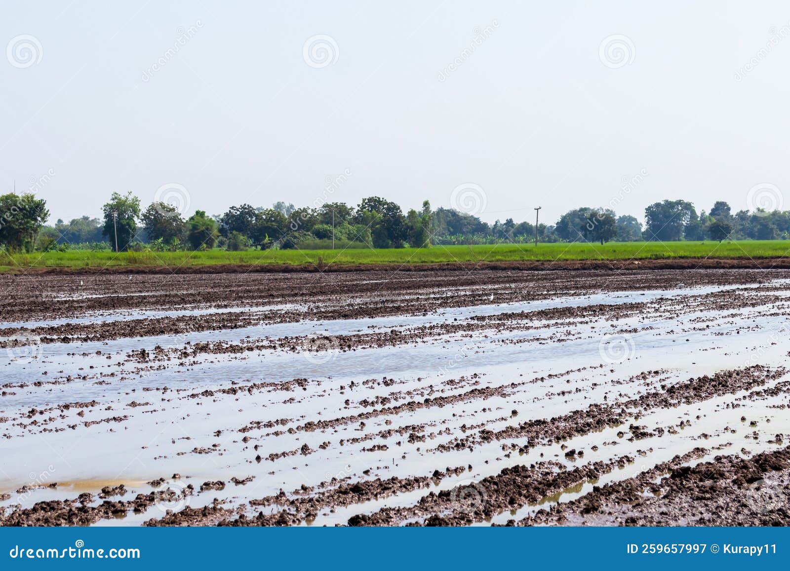 Farmer Preparing Land for Rice Field. Stock Image - Image of plowing ...