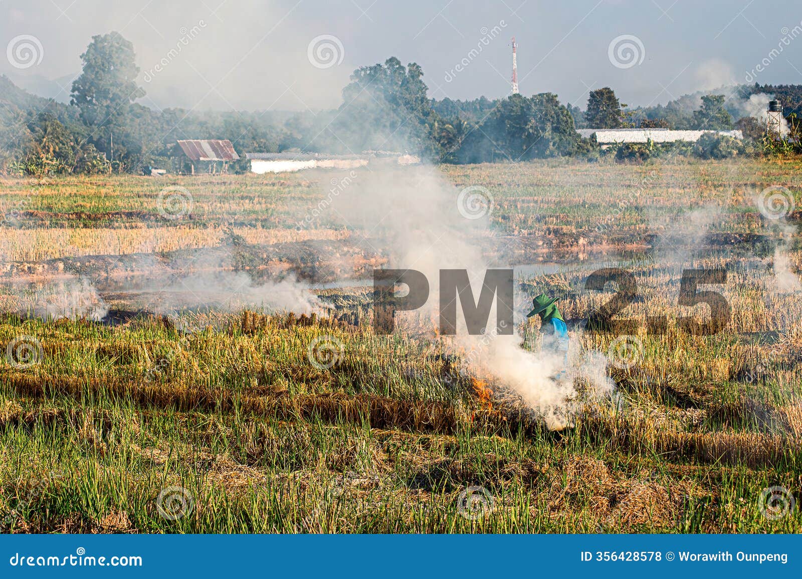 Farmer is Preparing Rice Field for the Next Round by Burning Organic ...