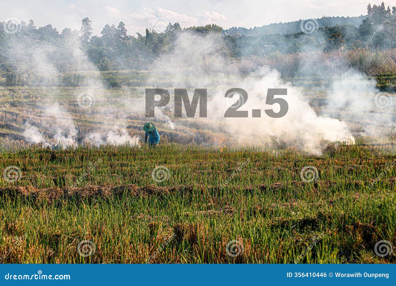 Farmer is Preparing Rice Field for the Next Round by Burning Organic ...