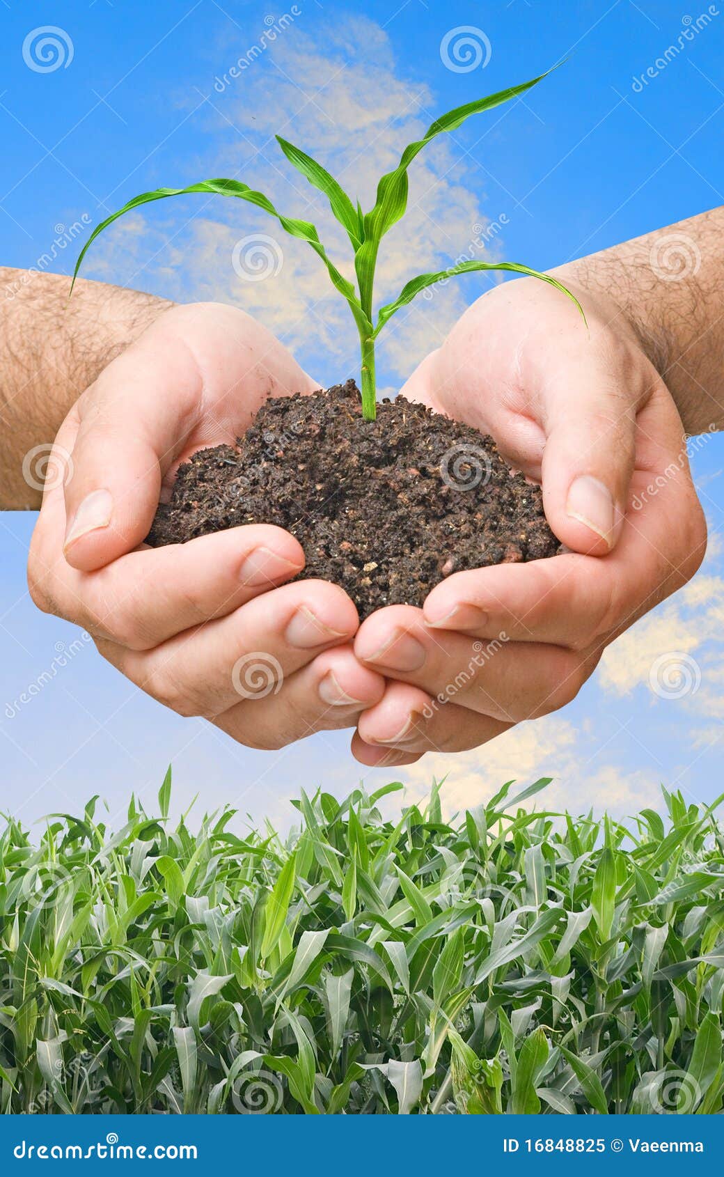 Farmer Presenting Corn Shoot Stock Image - Image of presenting, grain ...