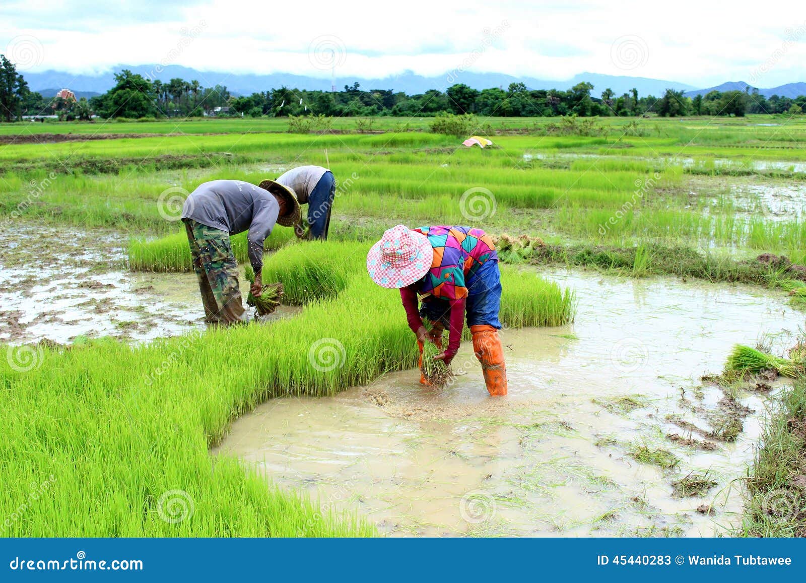 Farmer editorial stock photo. Image of crops, fertilizers - 45440283
