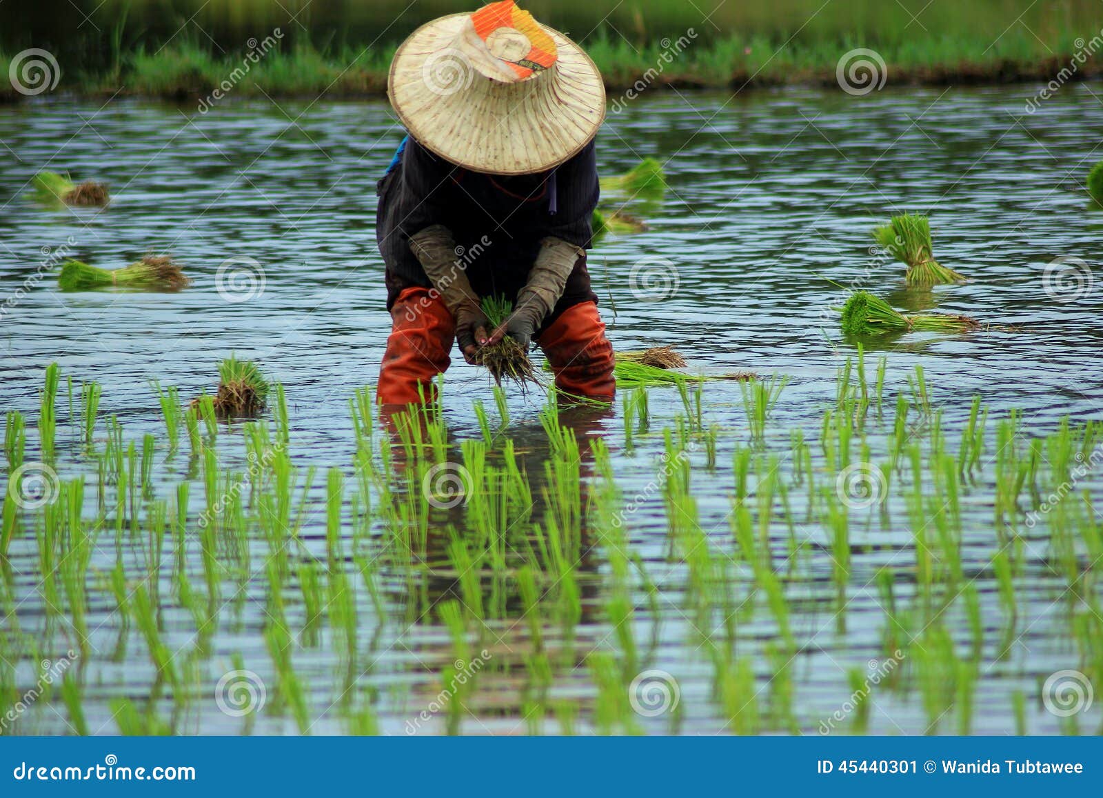Farmer stock image. Image of glutinous, flour, career - 45440301