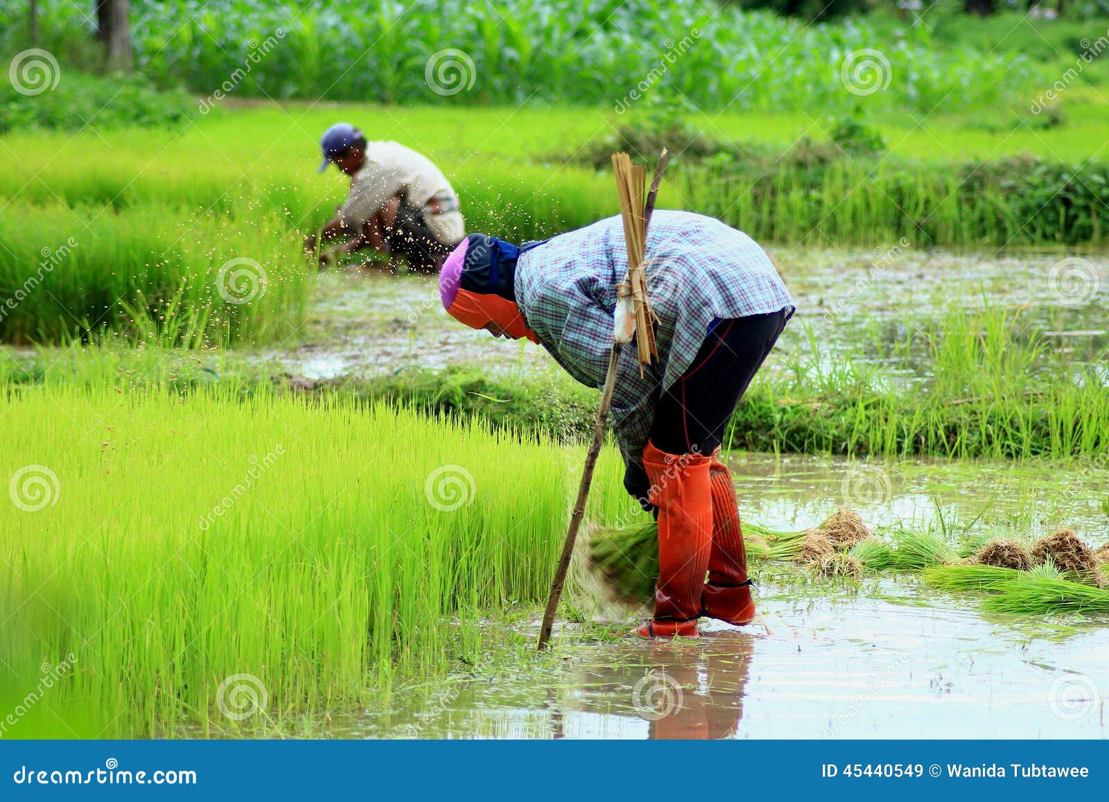 Farmer editorial stock image. Image of earth, family - 45440549