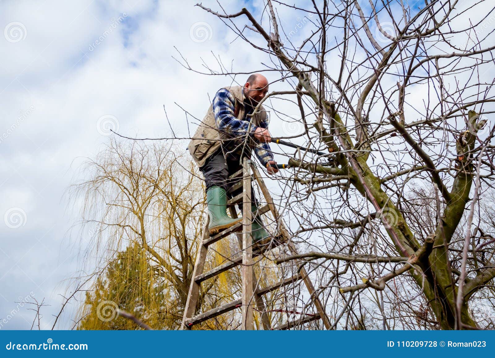 Farmer is Pruning Branches of Fruit Trees in Orchard Using Long Stock ...