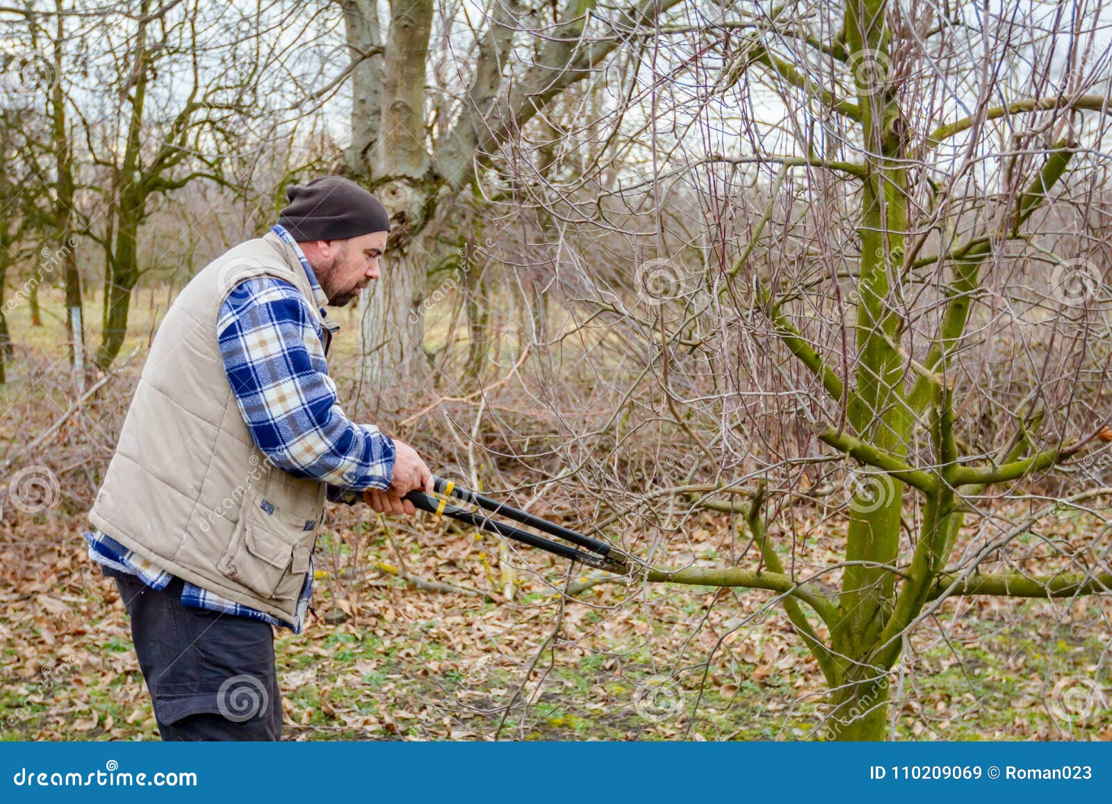 Gardener is Cutting Branches, Pruning Fruit Trees with Long Shea Stock ...