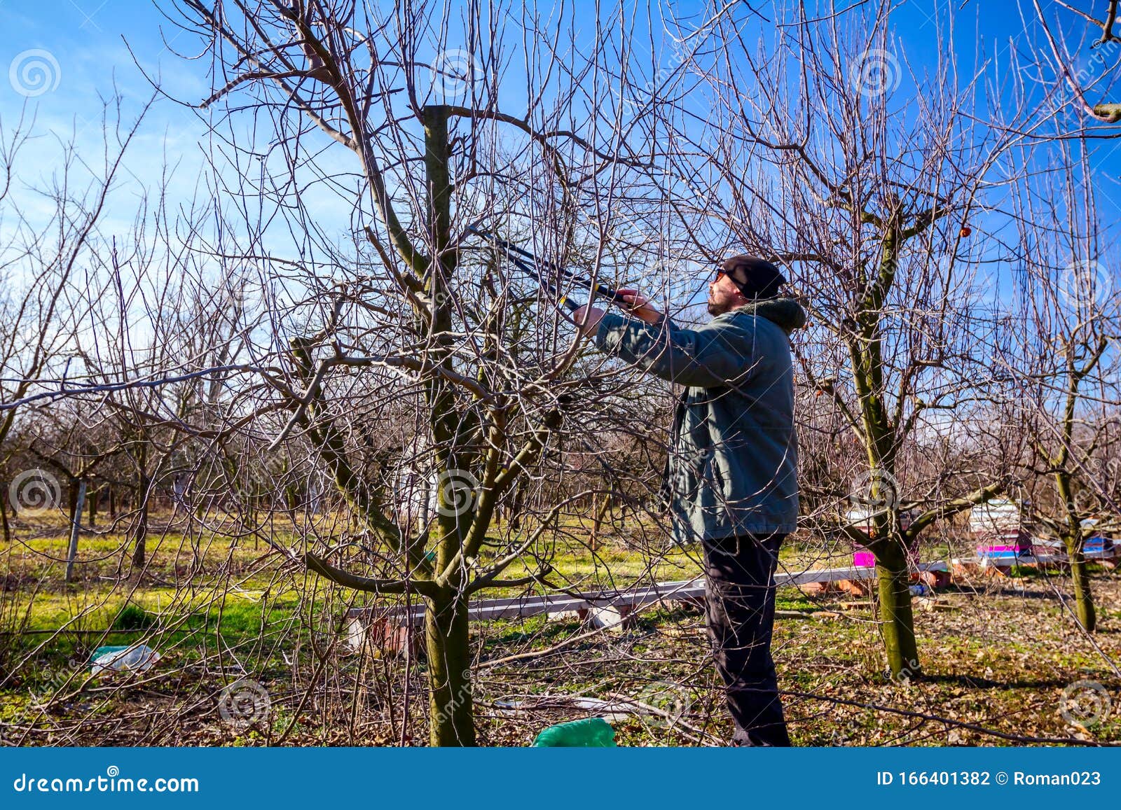 Gardener is Cutting Branches, Pruning Fruit Trees with Long Shears in ...