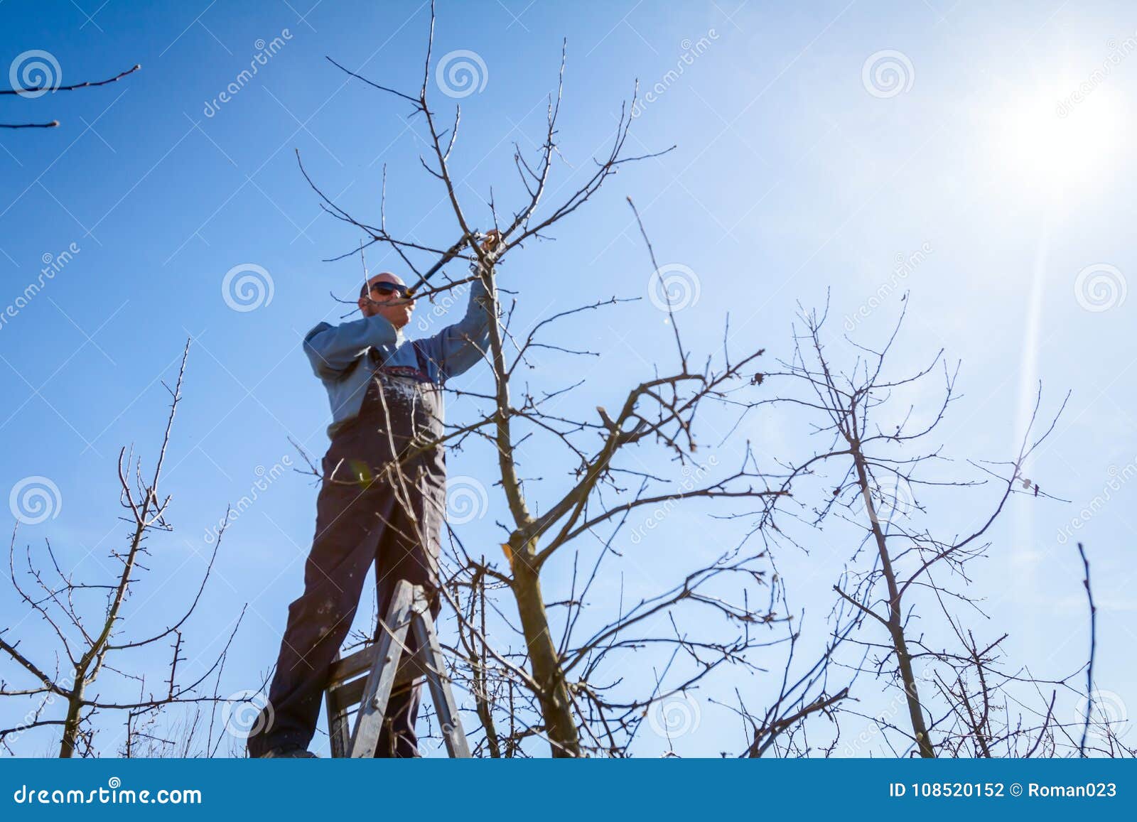 Gardener is Cutting Branches, Pruning Fruit Trees with Pruning S Stock ...