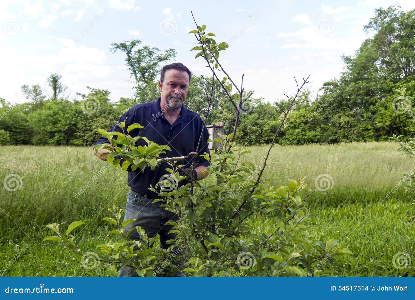 Farmer Pruning a Organic Apple Tree Stock Photo - Image of farmer ...