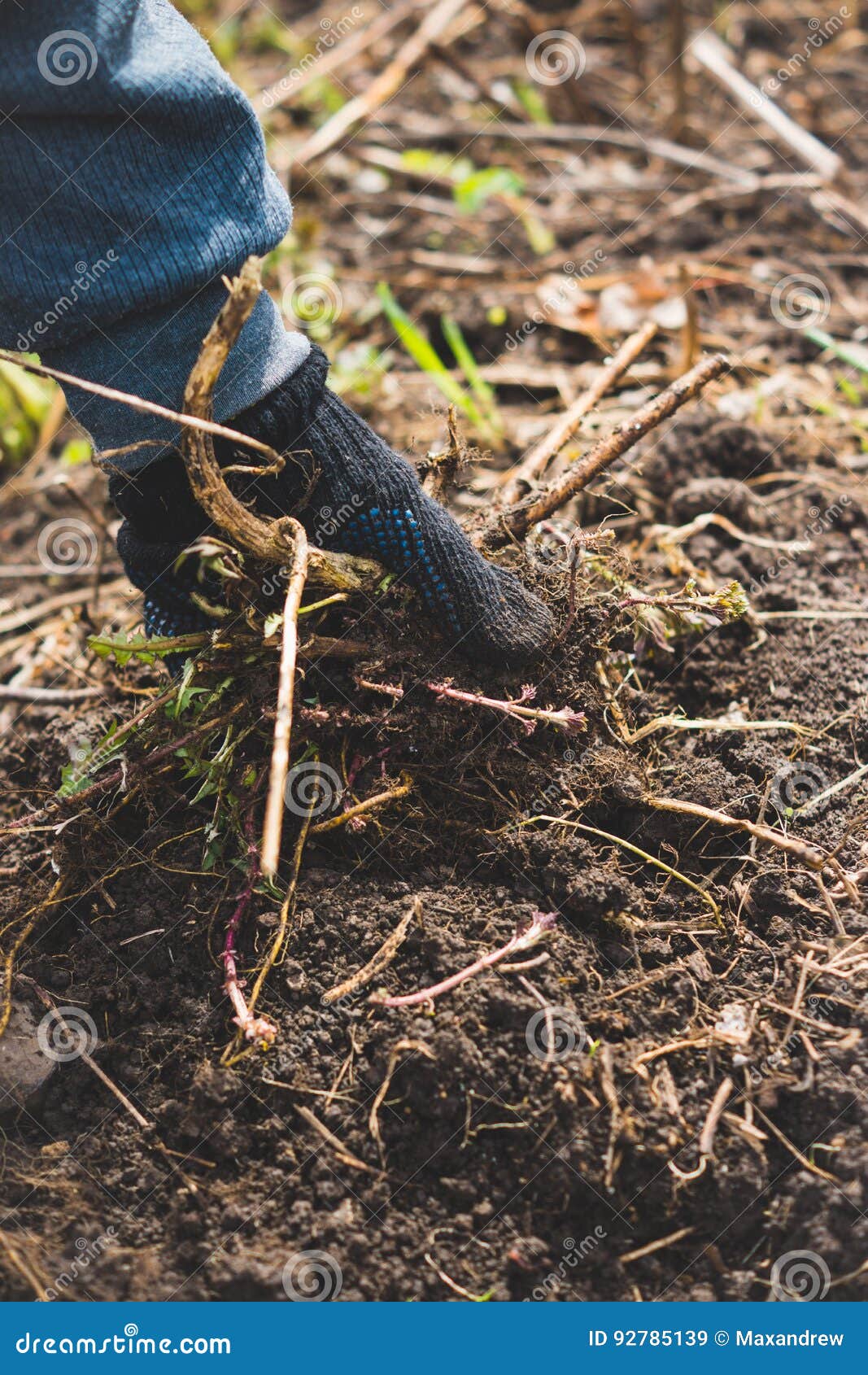 Pull Weeds, Garden And Lawn Help Stock Photography | CartoonDealer.com ...
