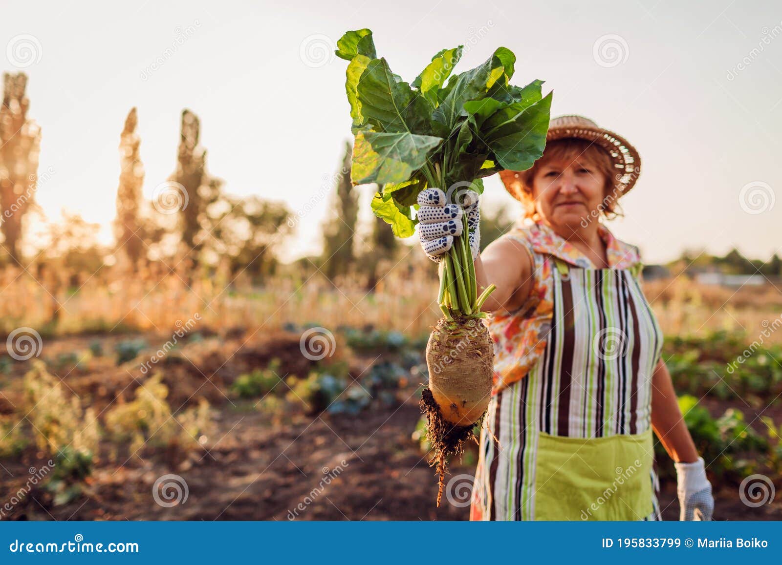 Farmer Pulled Beetroot Out of Soil and Holding it. Autumn Harvesting ...