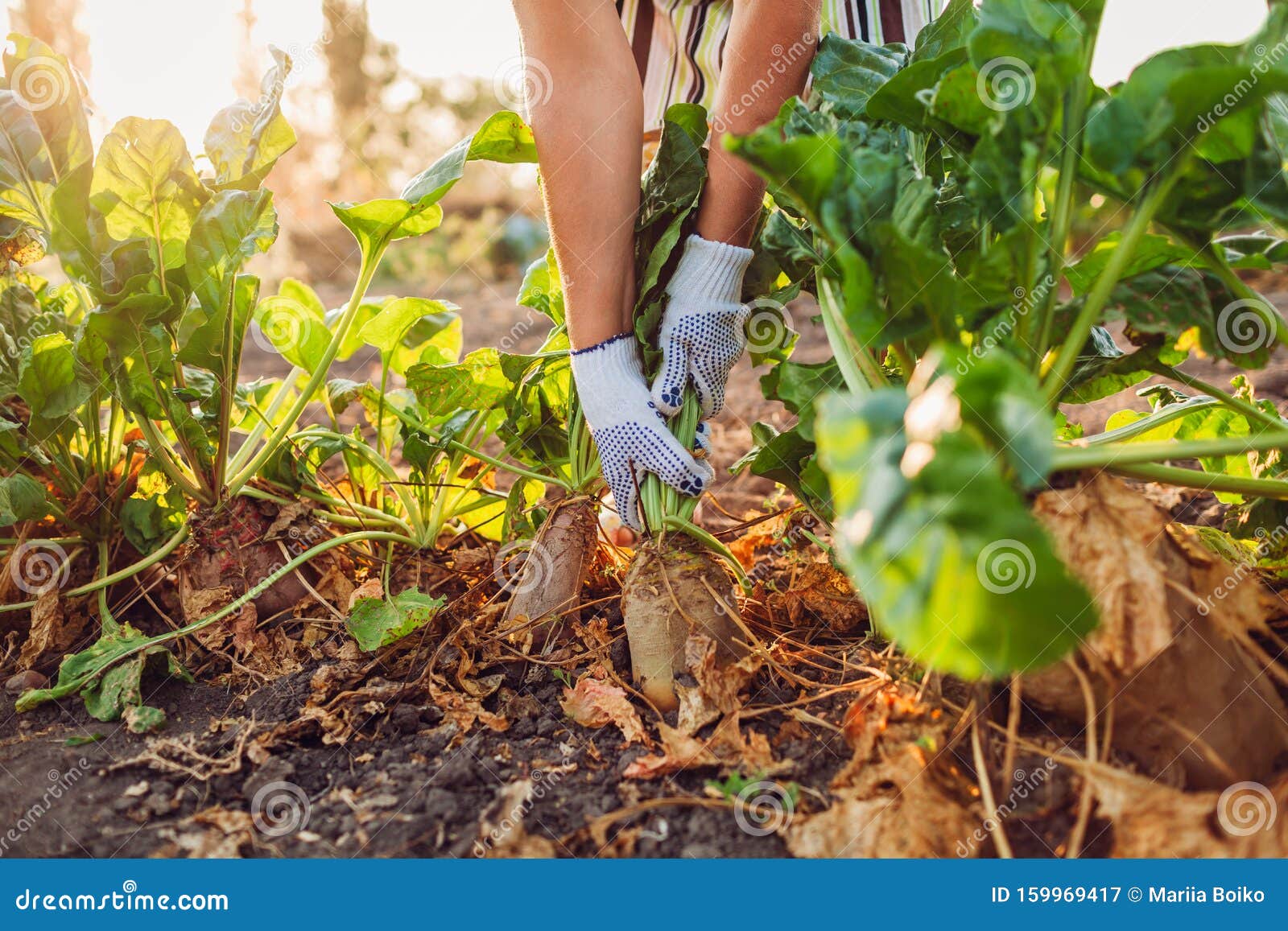 Farmer Pulling Beetroot Out of Soil. Autumn Harvesting. Picking ...