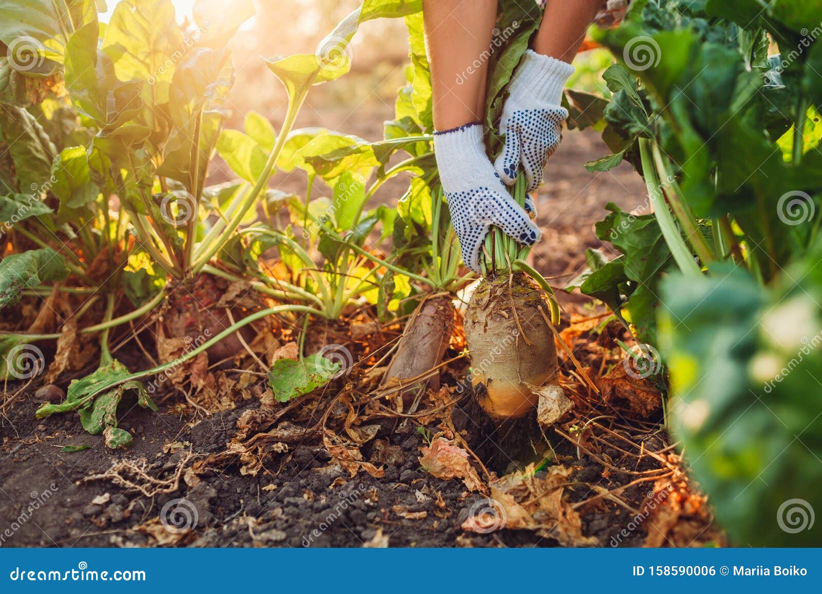 Farmer Pulling Beetroot Out of Soil. Autumn Harvesting. Picking ...