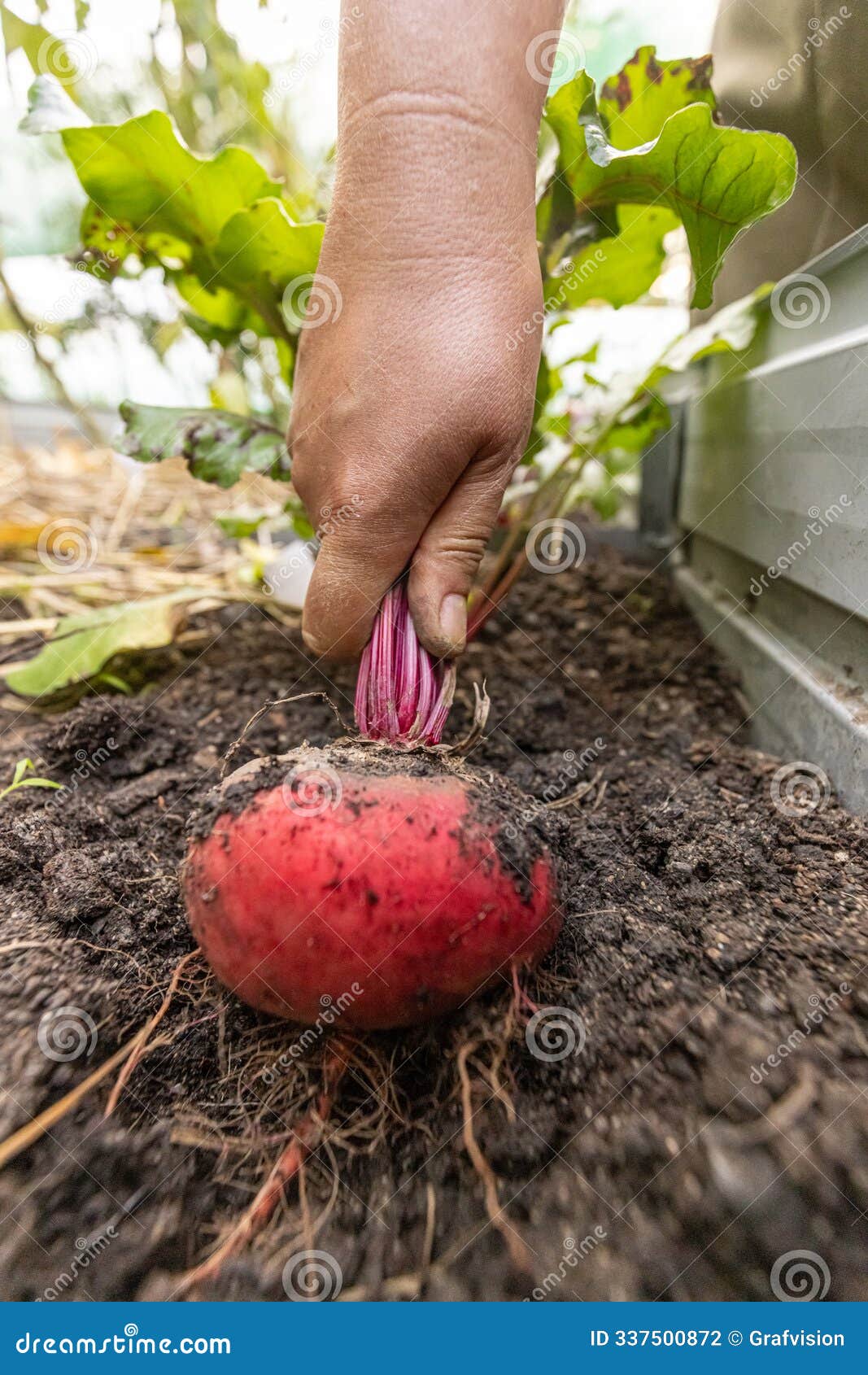 Farmer is Pulling a Fresh Red Beetroot Stock Photo - Image of space ...