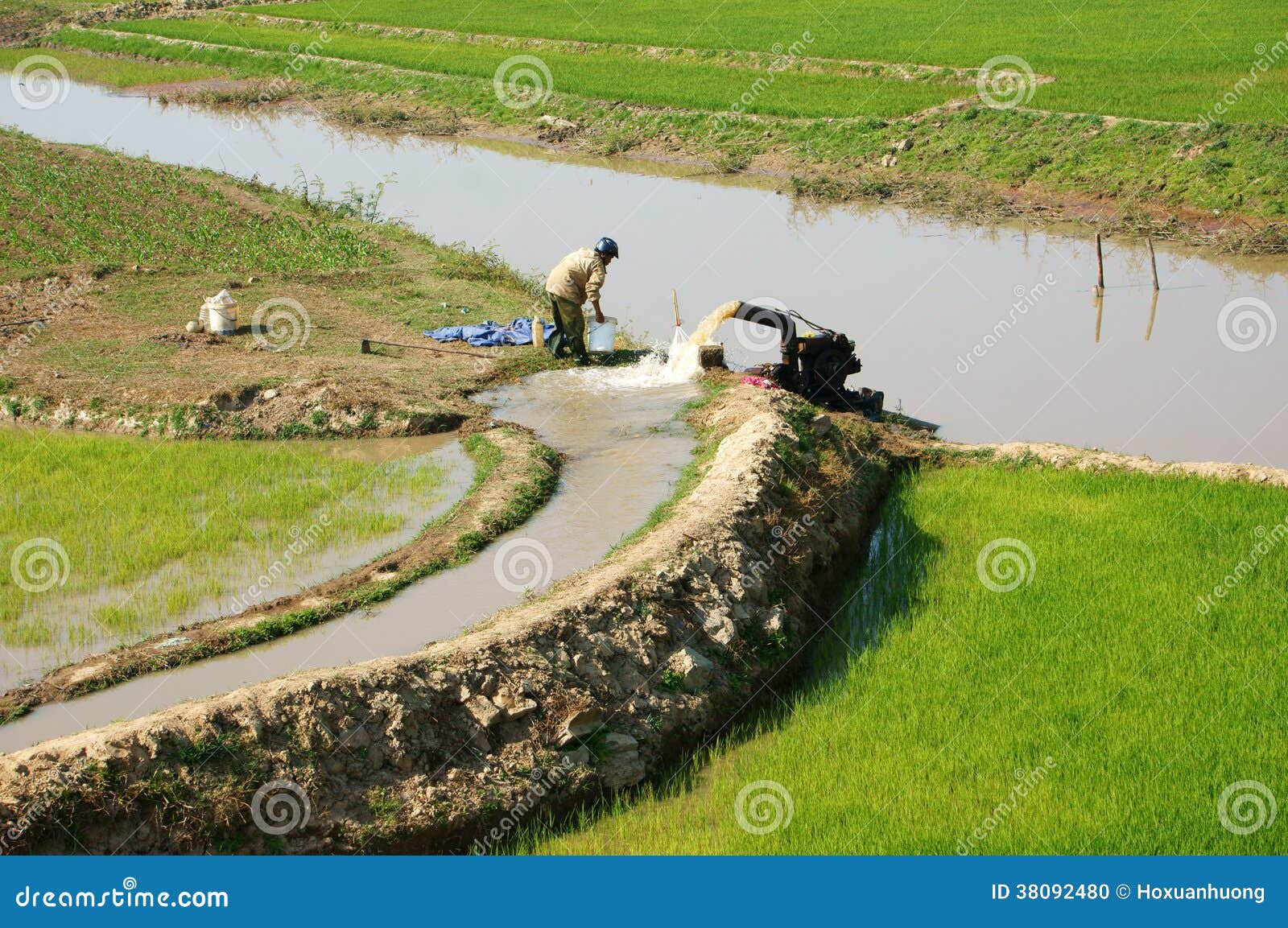 Farmer Pump Water To Rice Field Editorial Image - Image of canals ...