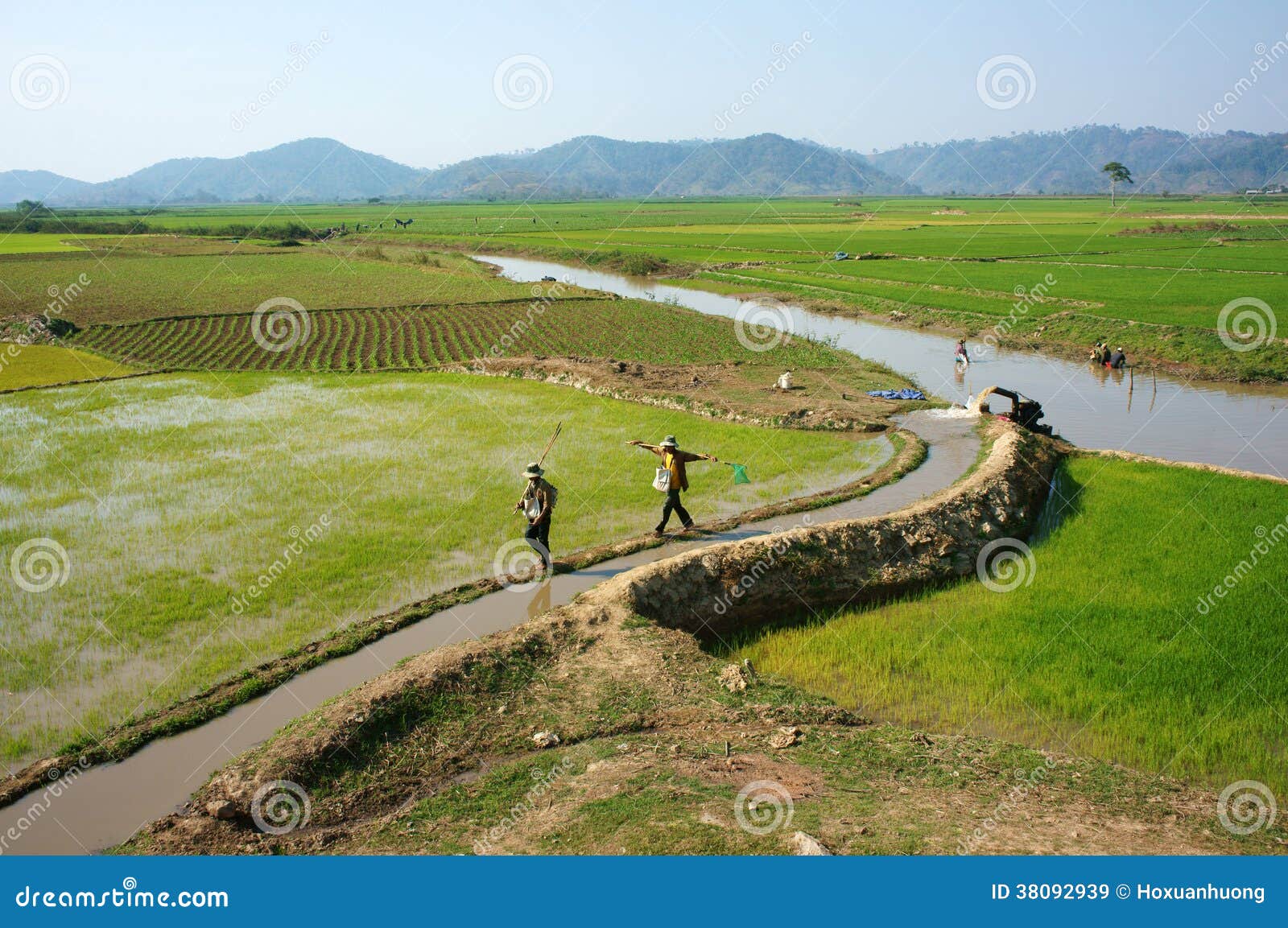 Farmer Pump Water To Vast Rice Field Editorial Stock Image - Image of ...