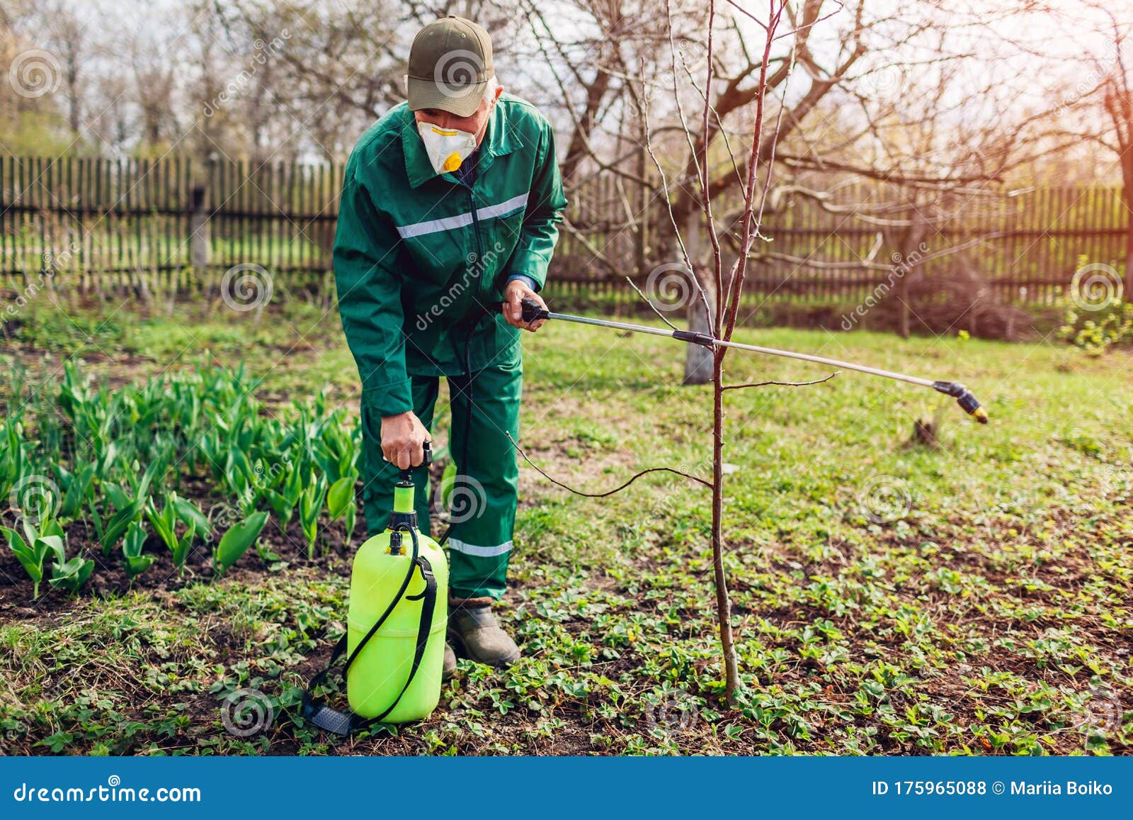 Farmer Pumping Manual Pesticide Sprayer To Spray Tree Against Insects