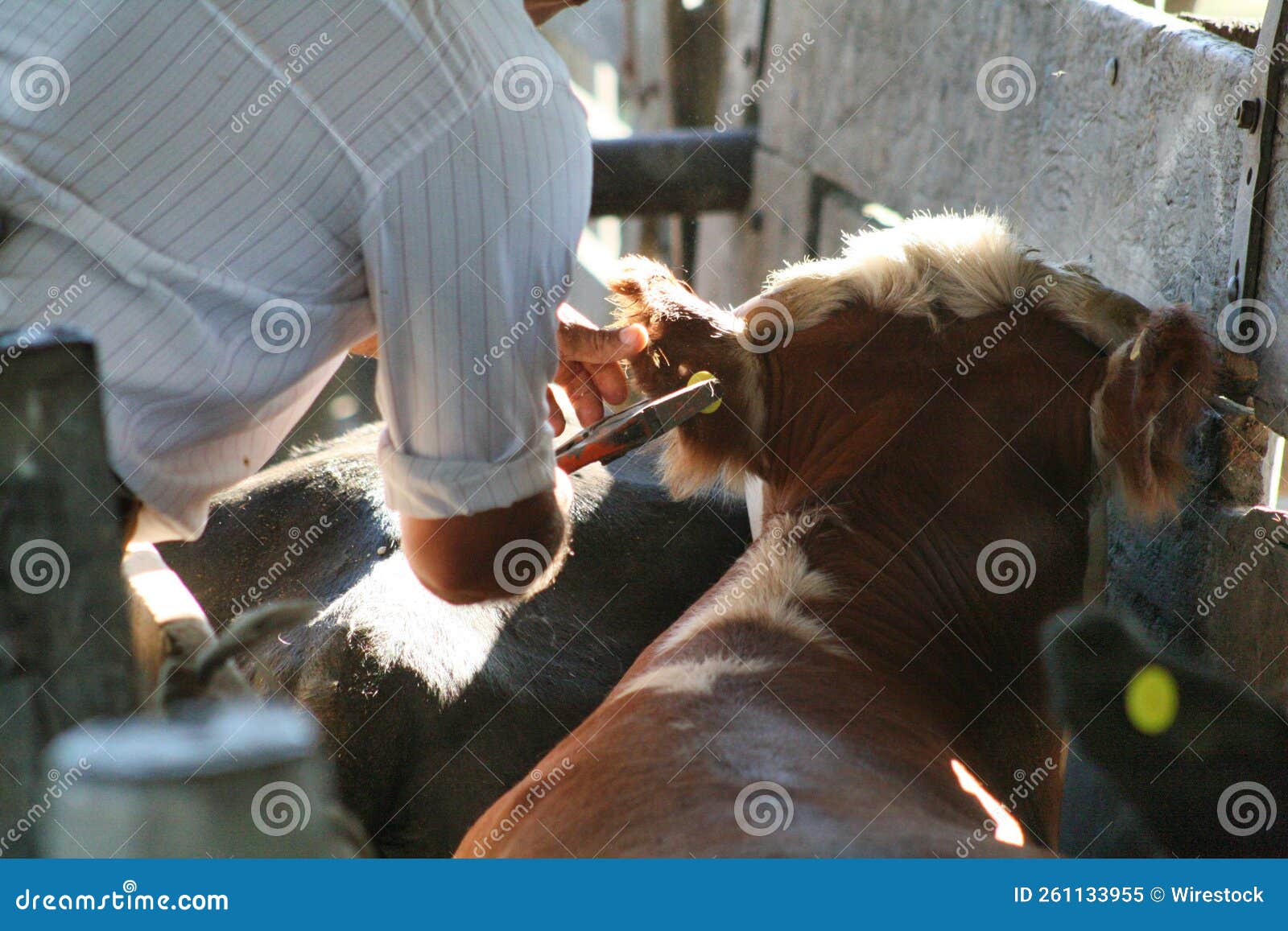 Farmer Putting Ear Tags on the Cattle Stock Image - Image of livestock ...