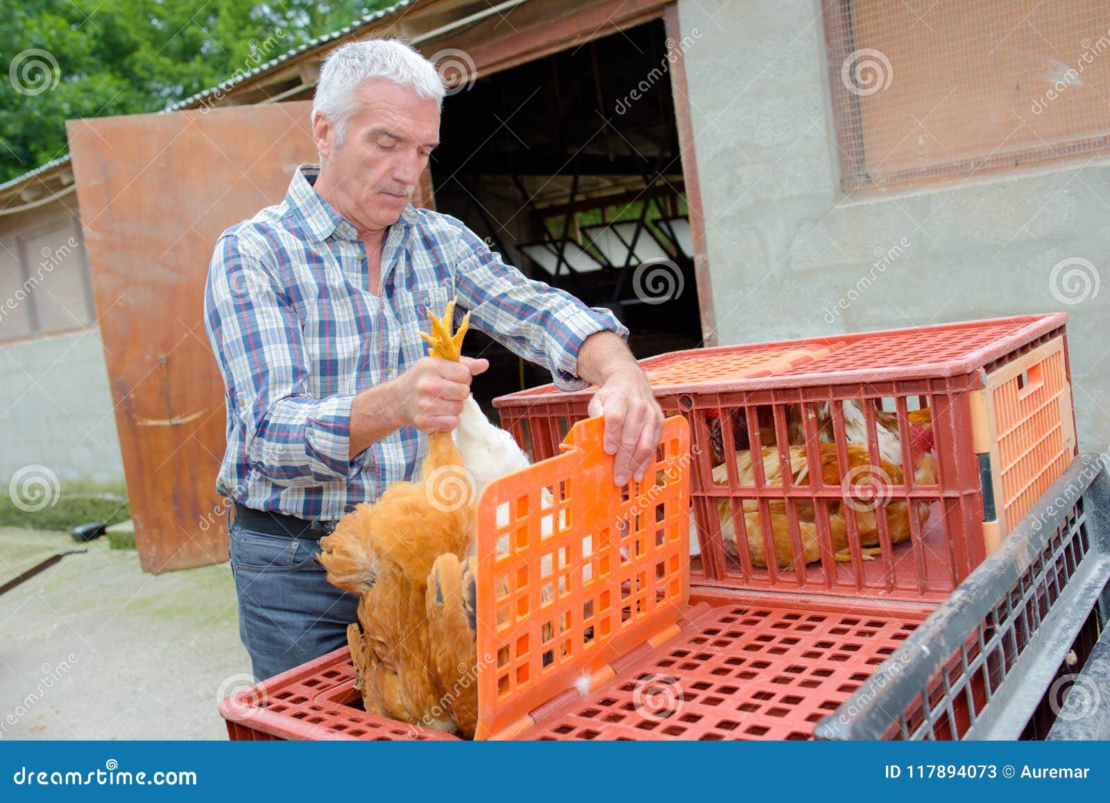 Farmer Putting Live Chicken into Plastic Container Stock Image - Image ...