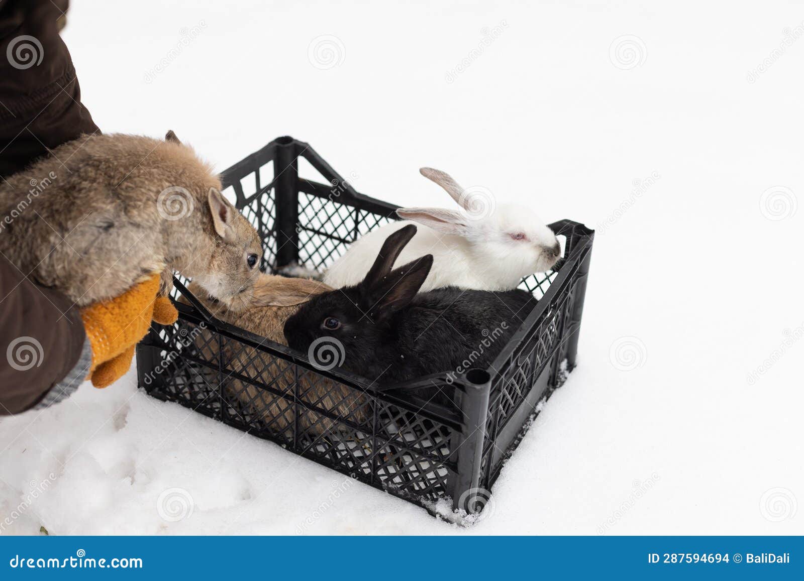 Farmer Putting Rabbit in a Basket. Farm Animals Stock Photo - Image of ...