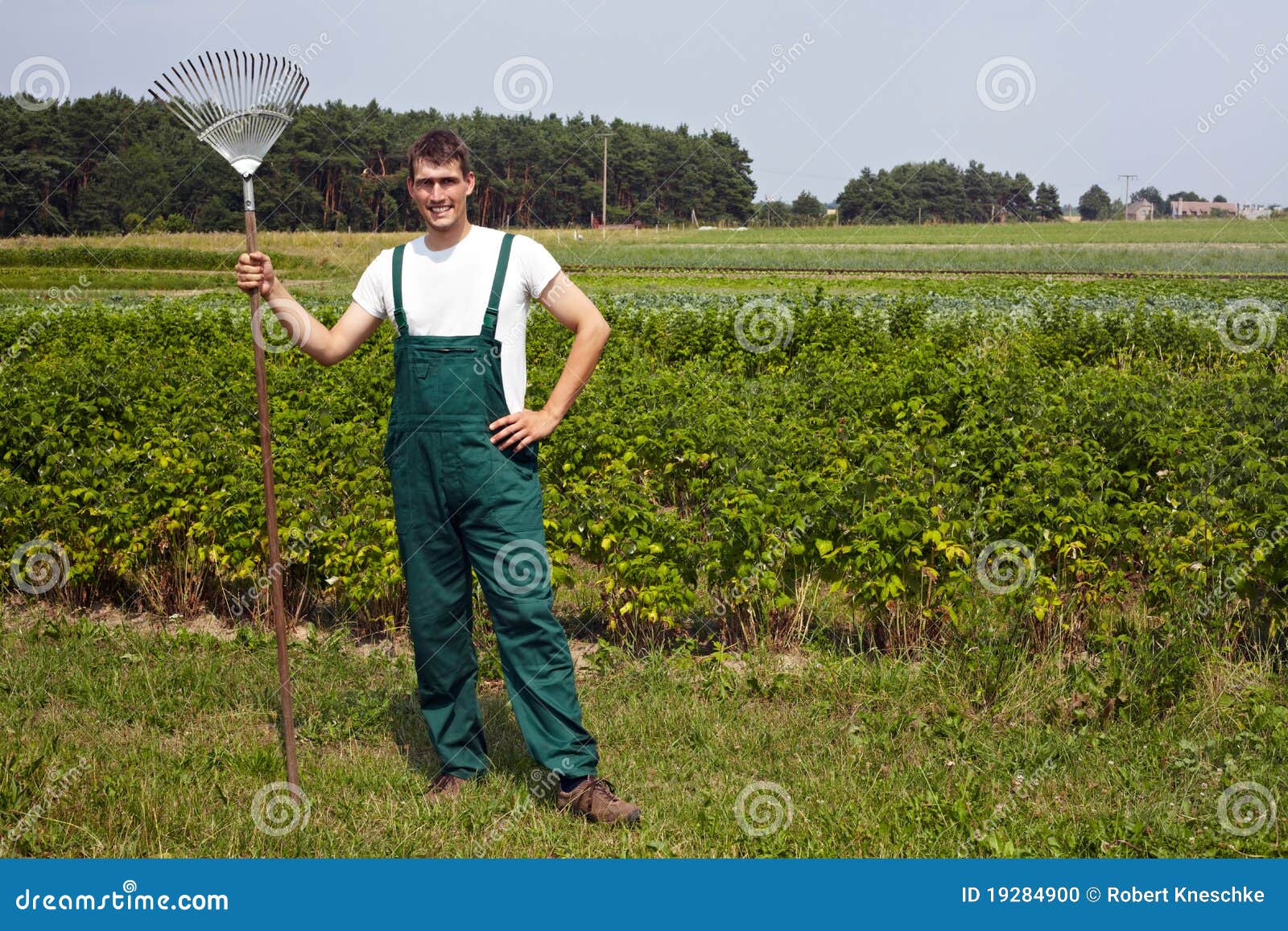 Farmer with Rake in Raspberry Field Stock Photo - Image of bush ...