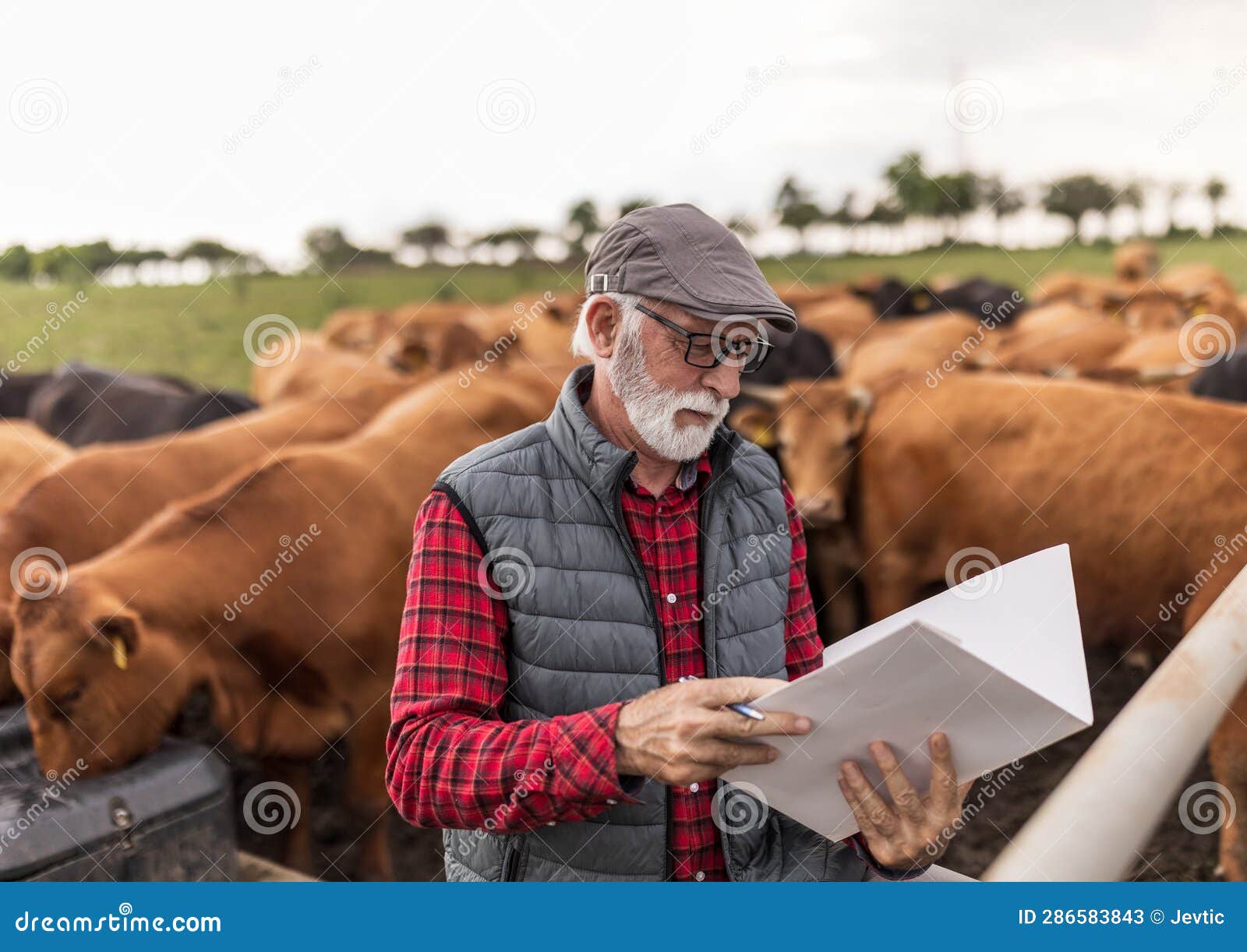 Farmer Reading Notes from Notebook on Cow Farm Stock Image - Image of ...